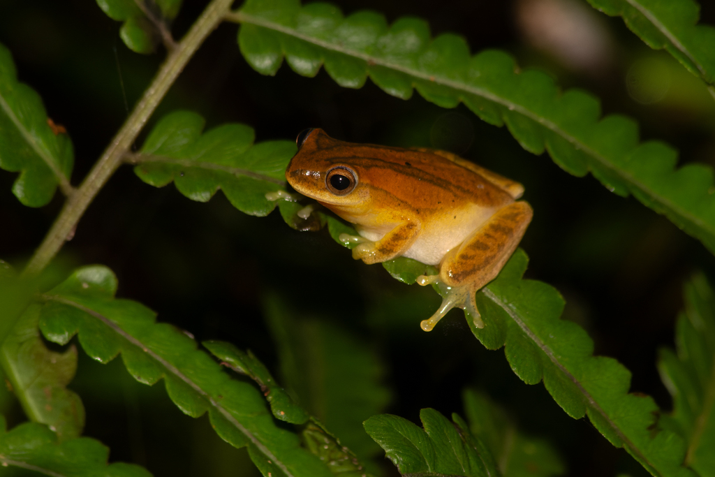 Lesser Tree Frog from Francisco Beltrão, State of Paraná, Brazil on ...
