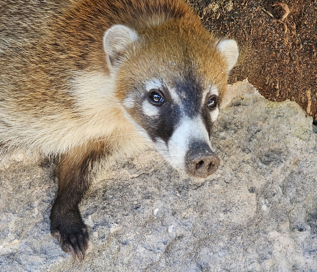 White-nosed Coati from CPH4+98, 77734 Grand Sirenis, Q.R., Mexico on ...