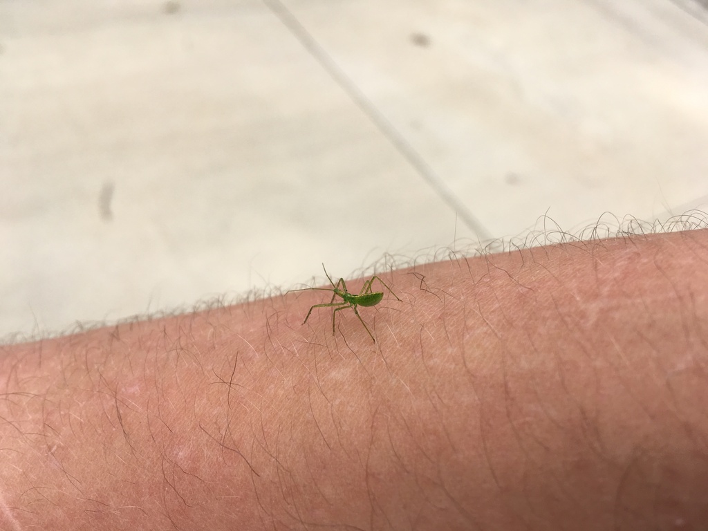 Pale Green Assassin Bug from University of Minnesota - Twin Cities ...