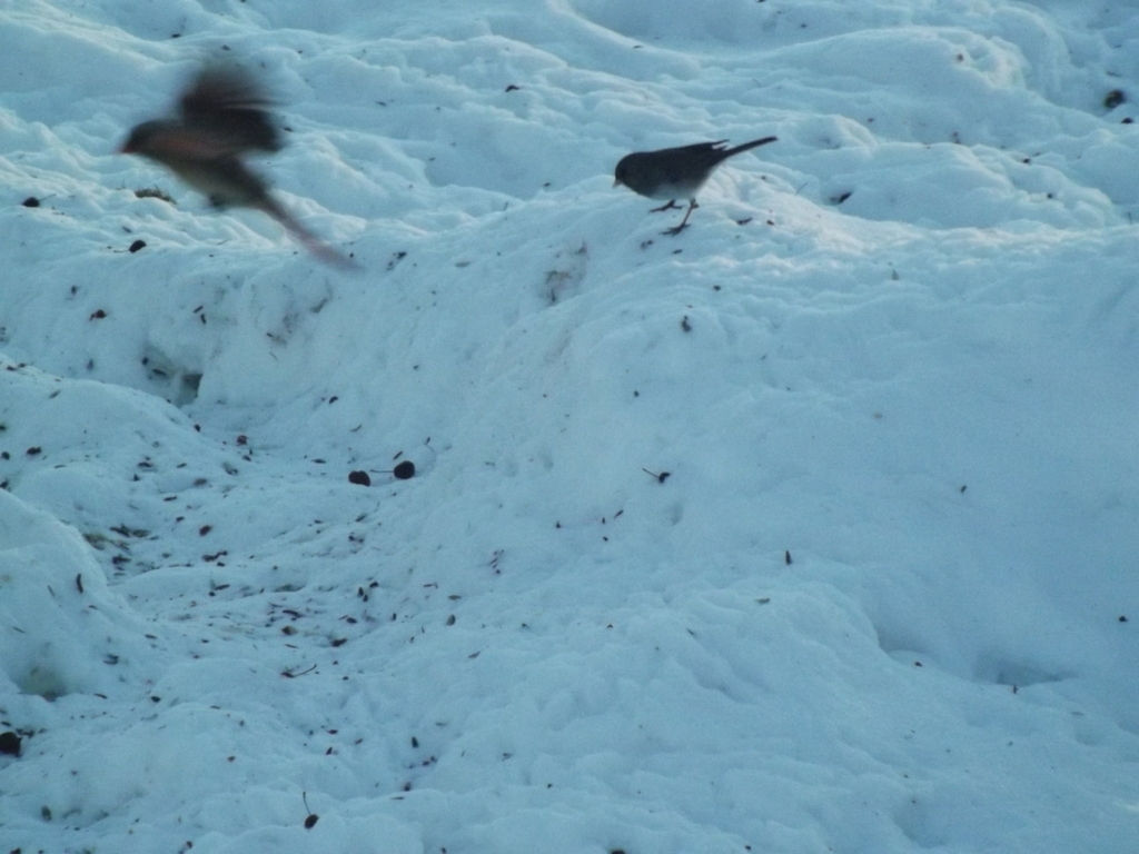 Dark-eyed Junco from Crawford County, PA, USA on January 27, 2025 at 04 ...