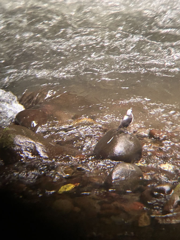 White-capped Dipper from Rio Conambo, Tumbaco, Pichincha, EC on January ...