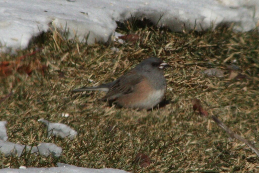 Pink-sided Junco from Madison County, ID, USA on January 25, 2025 at 10 ...