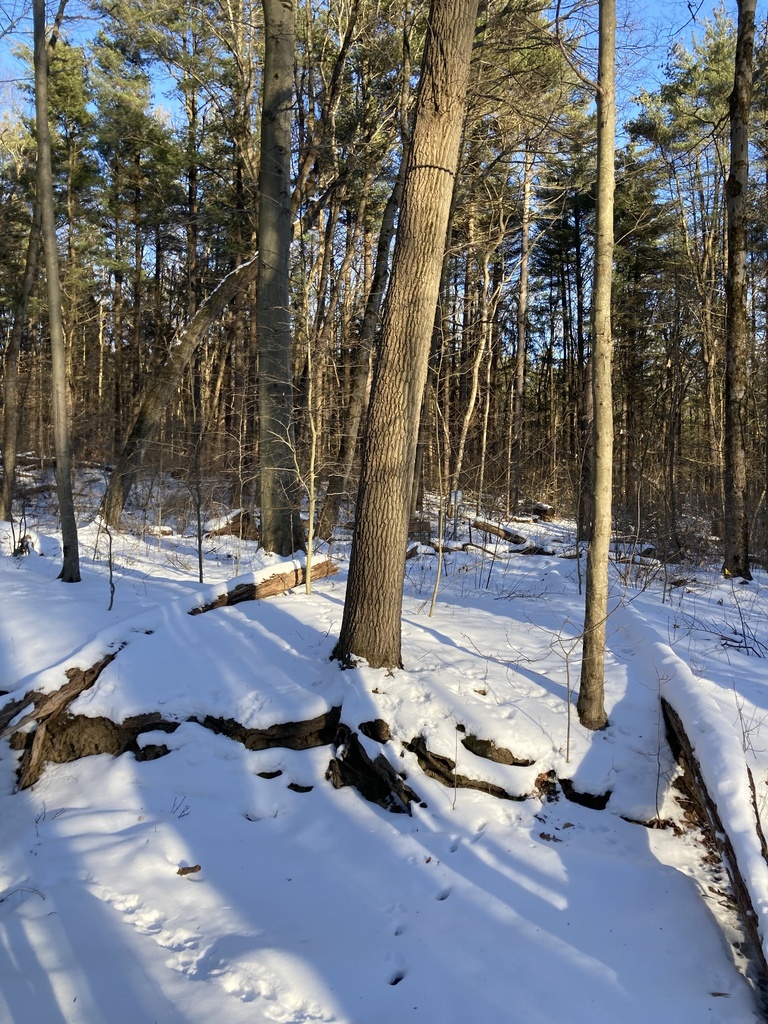 Black Tupelo in January 2025 by Andrew Gray · iNaturalist