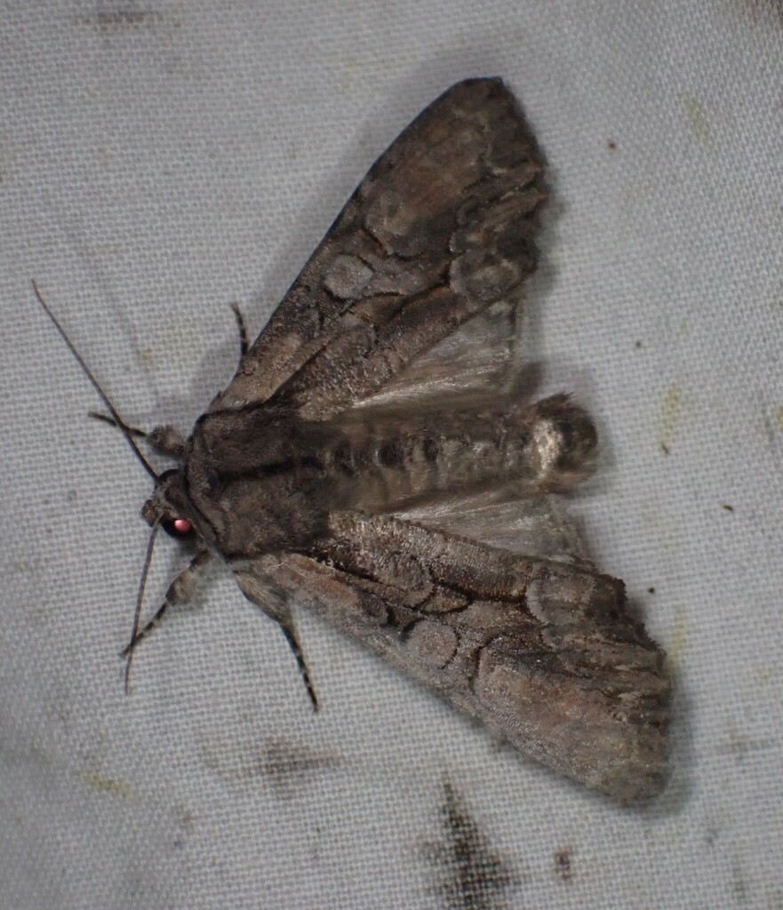 Speckled Cutworm Moth in June 2023 by Angus Mossman. At blacklight ...