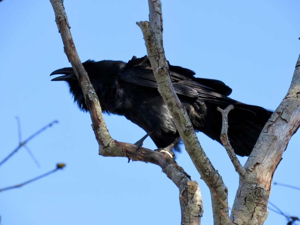 Common Raven from Salish Sea, Sunshine Coast, BC, CA on January 27 ...