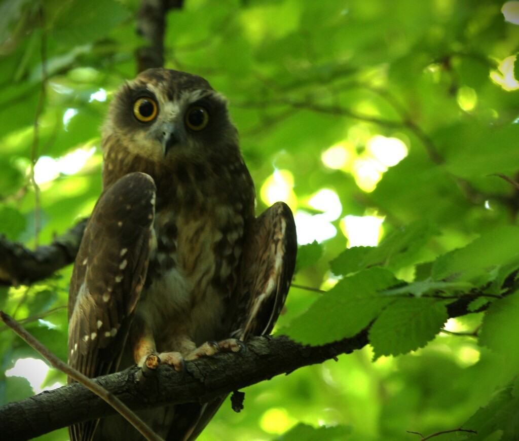 Australian Boobook from Goongerah VIC 3888, Australia on January 27 ...