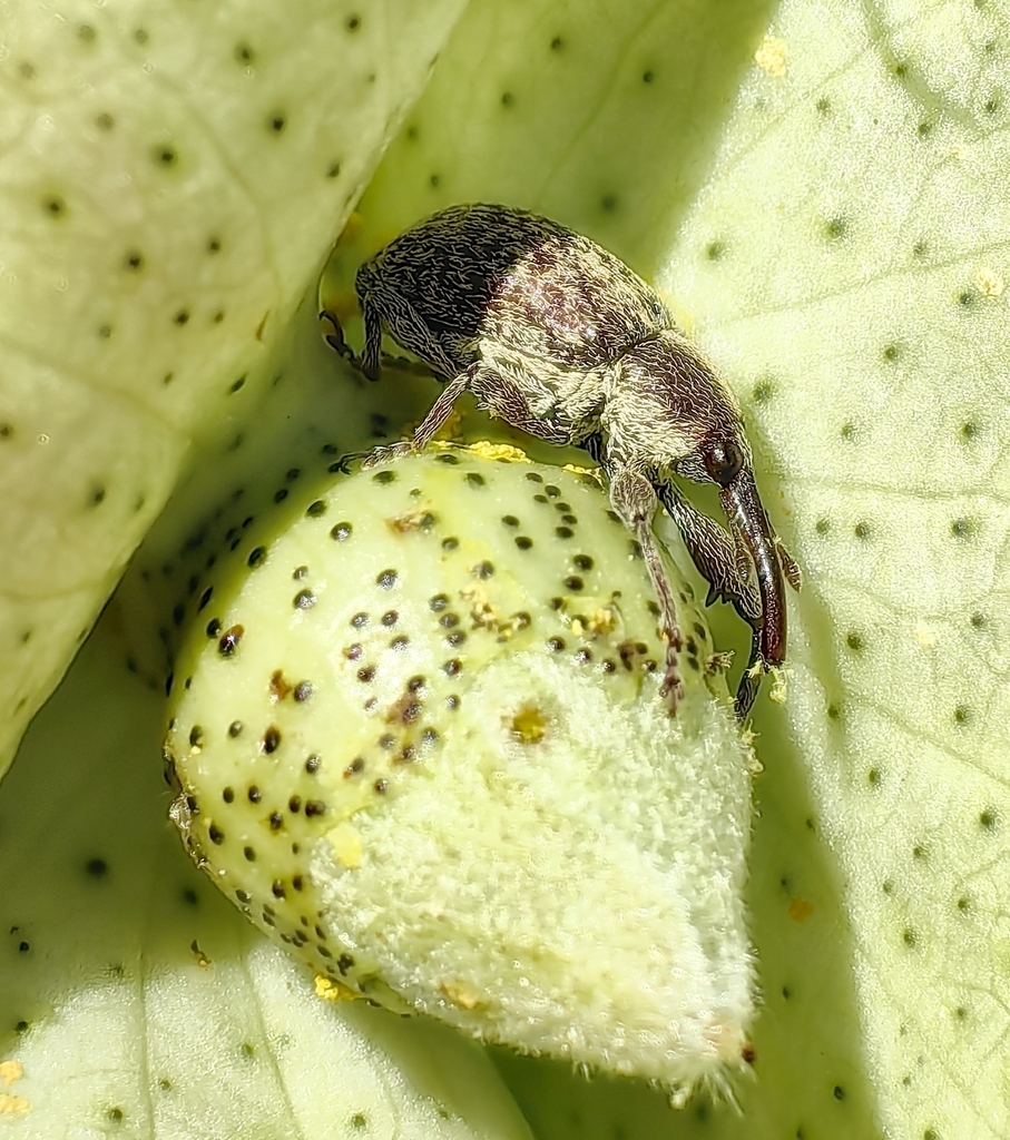 Cotton Boll Weevil from Tizimín, Yucatán, México on January 27, 2025 at ...