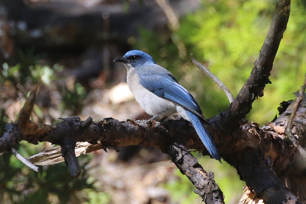 Transvolcanic Jay from Cerro La Bufa, 46993 Jalisco, Mexico on December ...