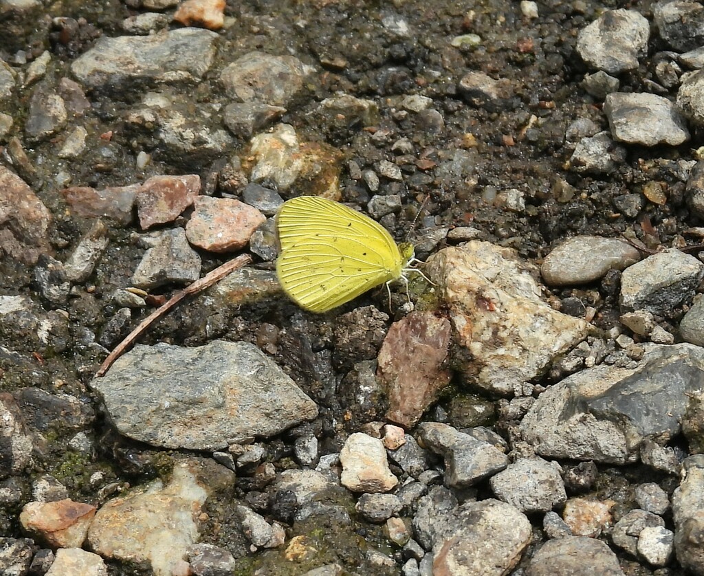 Small Grass-yellow from Brisbane QLD, Australia on January 27, 2025 at ...