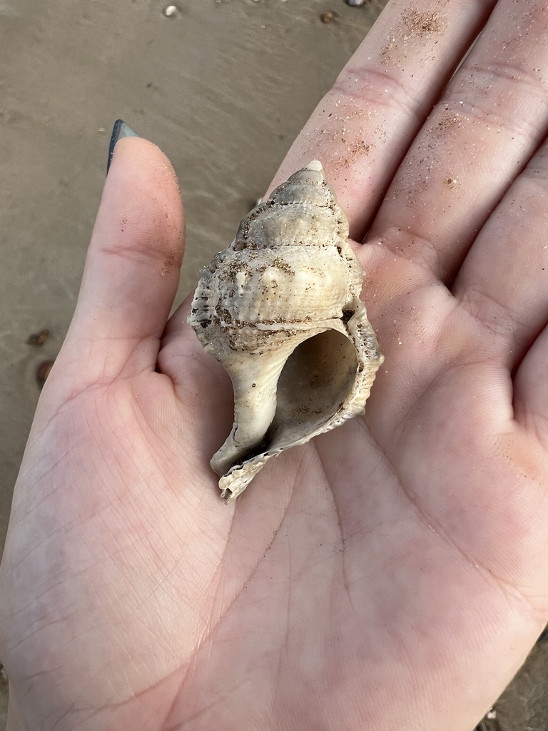 Bufonaria rana from North Ward, Murrumujuk, NT, AU on January 28, 2025 ...