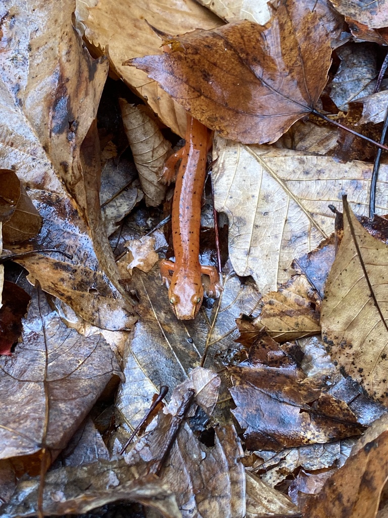Spring Salamander from Great Smoky Mountains National Park, Bryson City ...