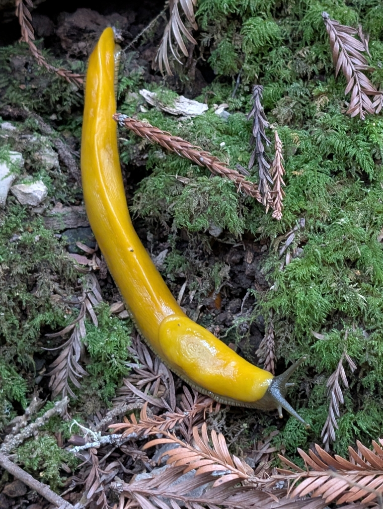 California Banana Slug from Half Moon Bay, CA 94019, USA on January 27 ...