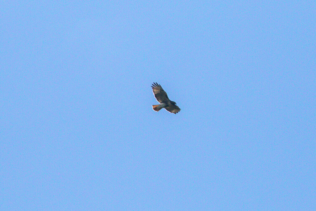 Red-tailed Hawk from Central Aguirre Historic District, Puerto Rico on ...