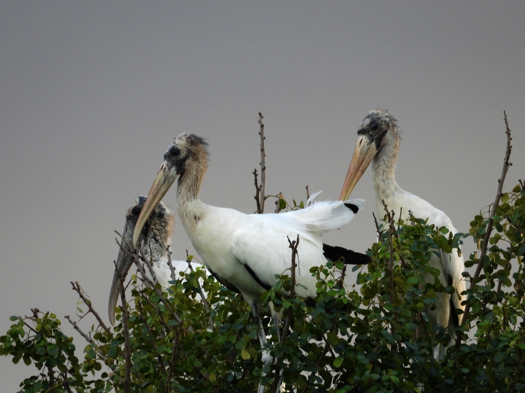 Wood Stork from Campeche, Camp., México on January 27, 2025 at 06:26 PM ...
