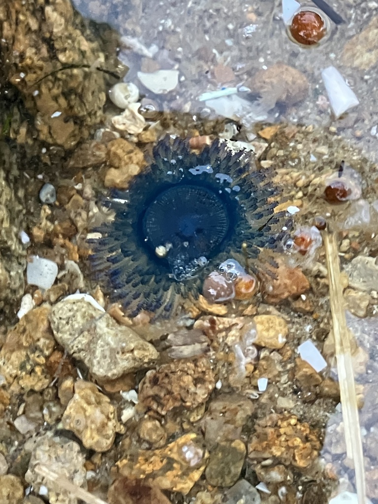 Blue Button from Waychinicup National Park, Cheynes, WA, AU on January ...