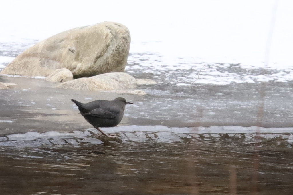 American Dipper from Belgo - Black Mountain, Kelowna, BC, Canada on ...