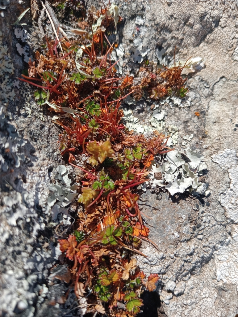 Acaena microphylla pauciglochidiata from Cape Saunders 9077, New ...