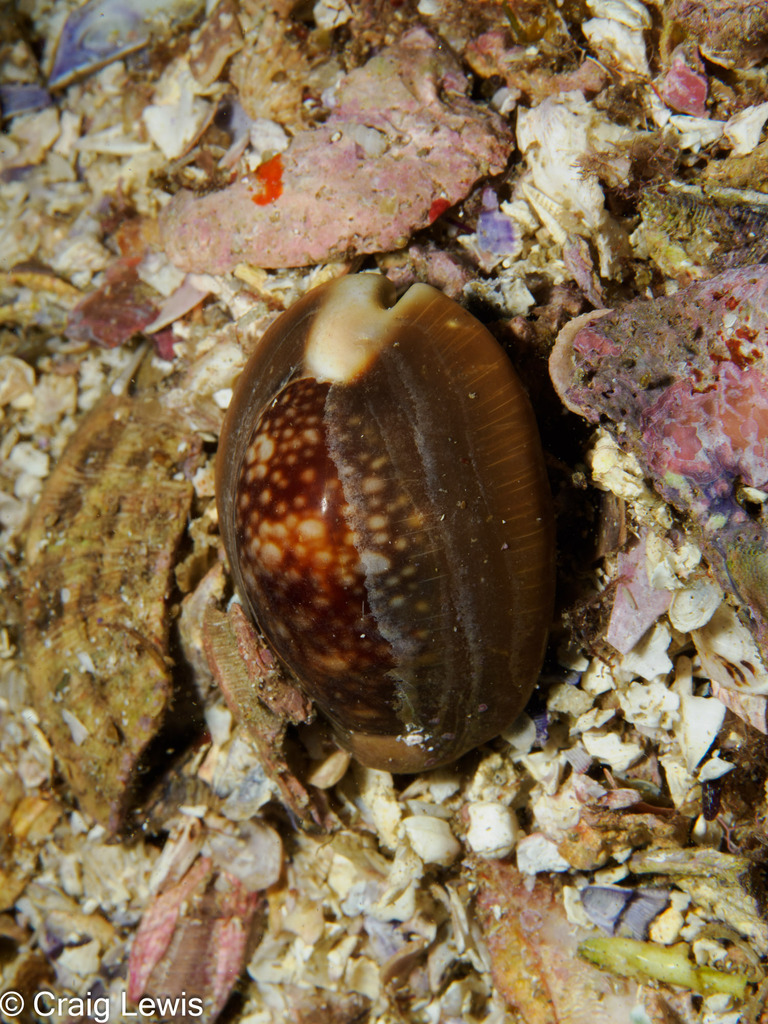 Snakehead Cowrie from South Solitary Island, New South Wales, Australia ...