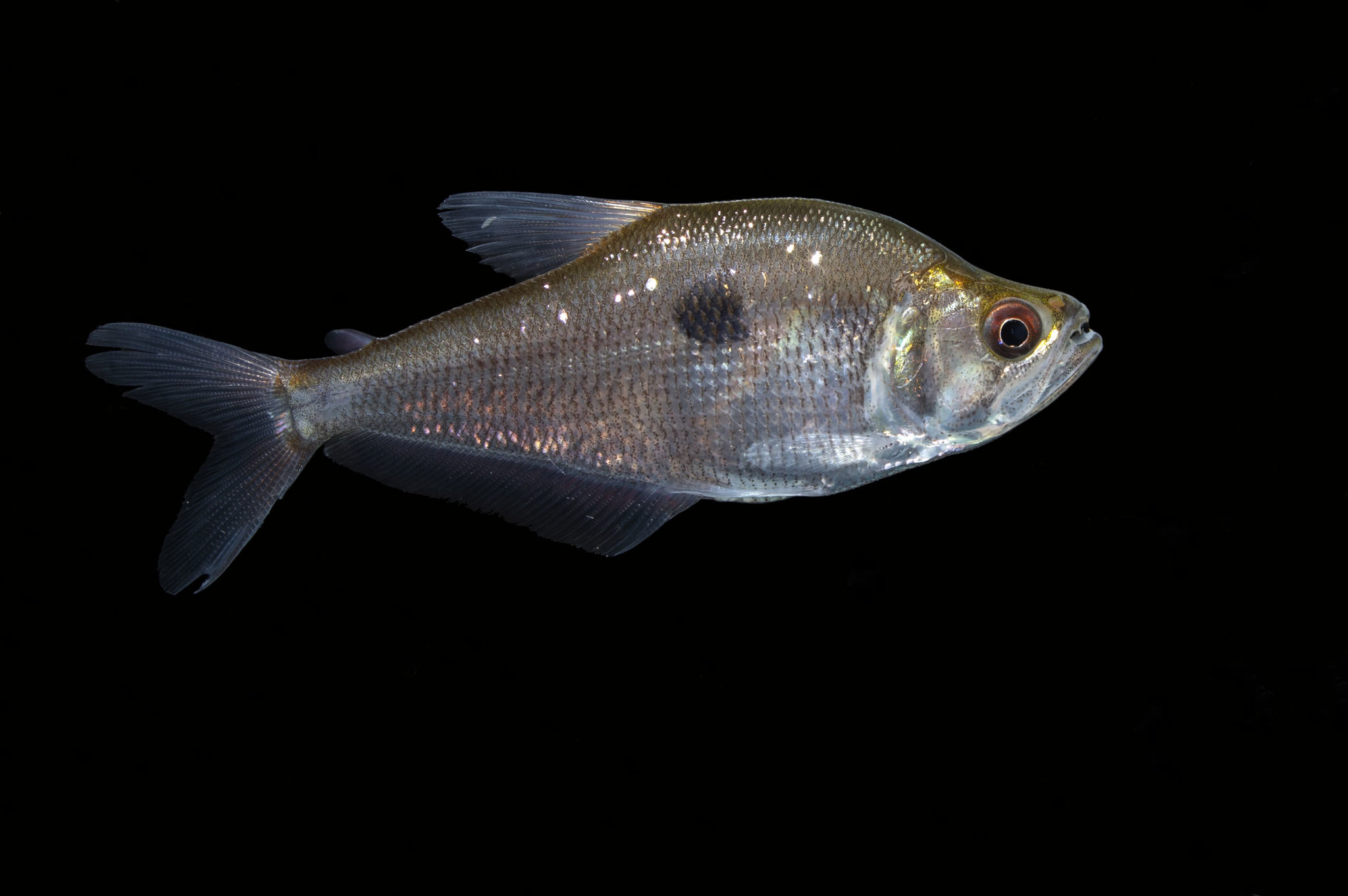 Charax tectifer (Cope, 1870)