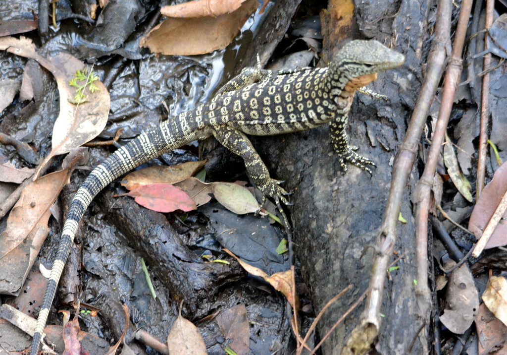 Banded/Spotted Tree Monitor Complex from Atherton QLD 4883, Australia ...