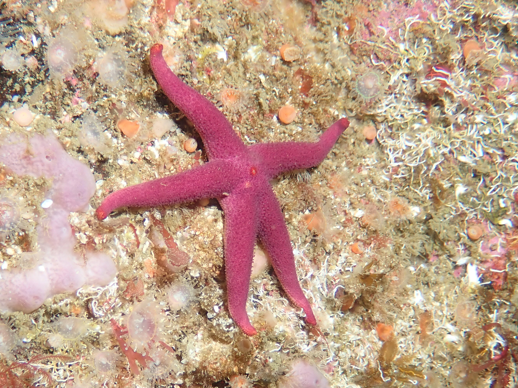 Northern Blood Star (Echinoderms at Odiorne ) · iNaturalist