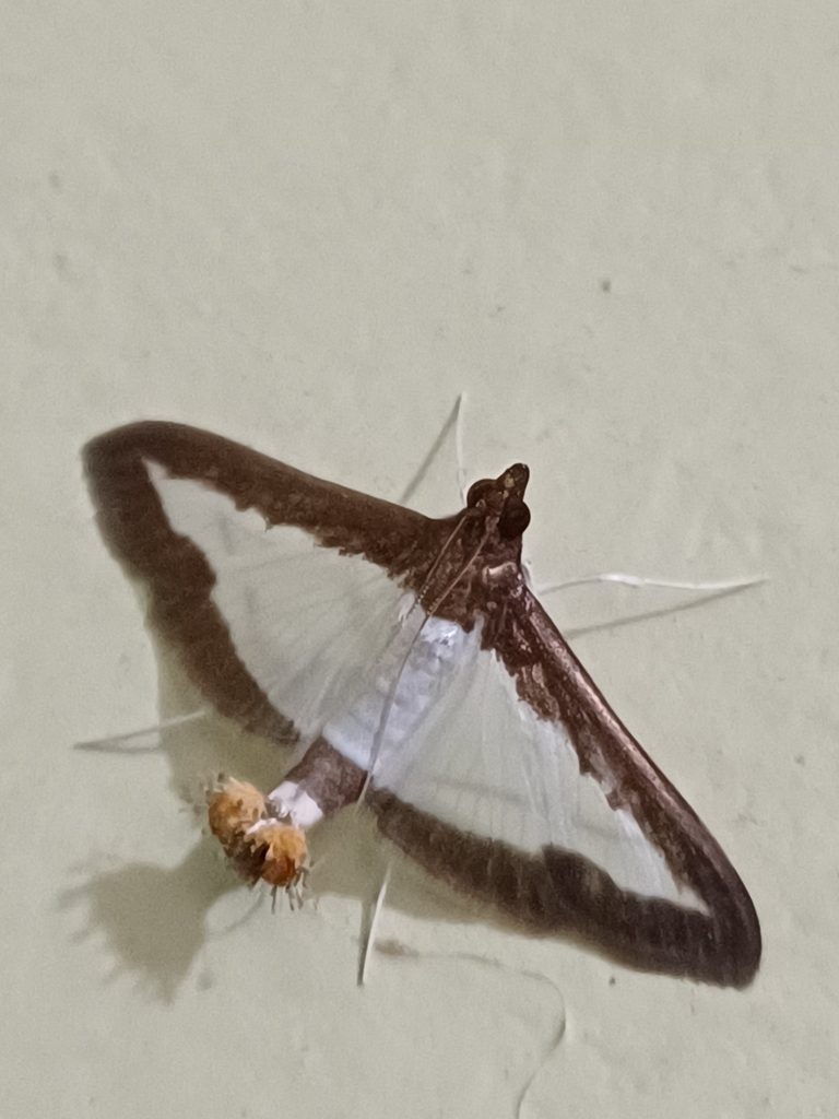 Cucumber Moth from Kunene Region, Namibia on January 28, 2025 at 06:45 ...