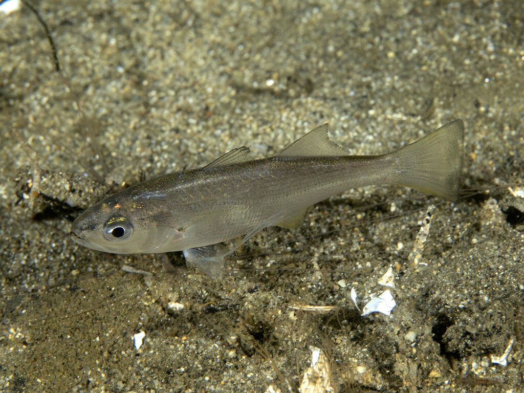 Queenfish (Seriphus politus) - Marine Life Identification
