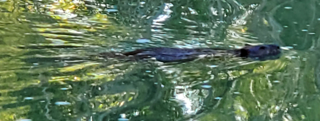 American Beaver from Clark County Wetlands Park, Las Vegas, NV, USA on ...