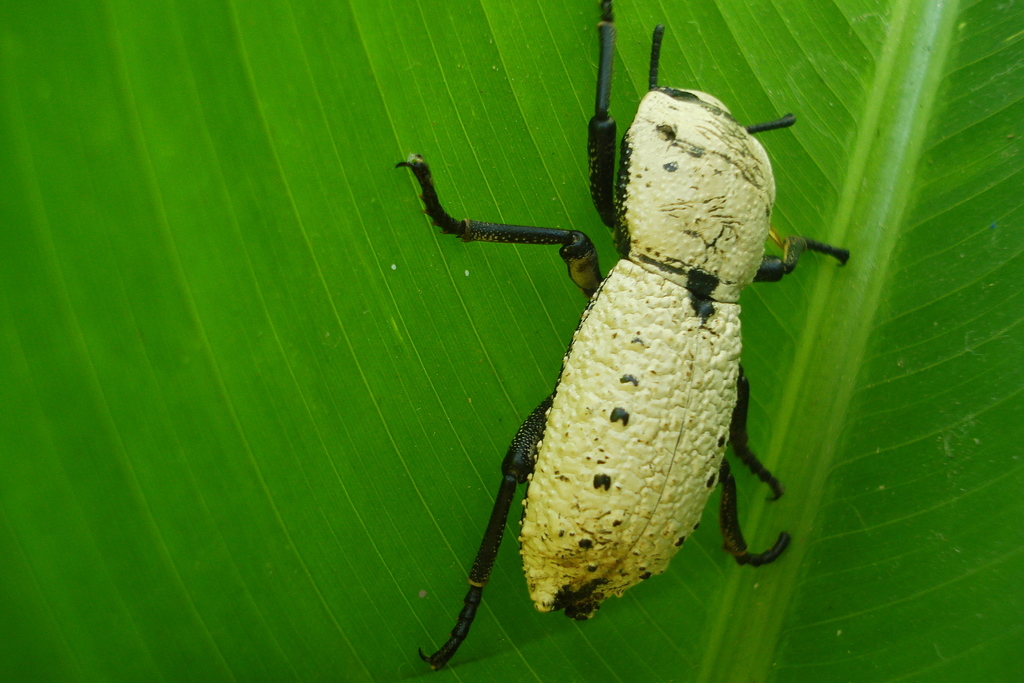 Makech (Insectos de Tuxtla Gutiérrez) · iNaturalist