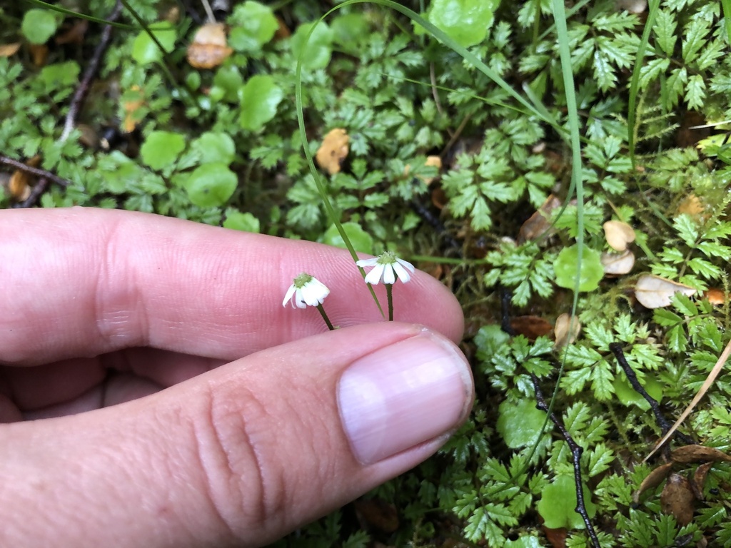 Lagenophora strangulata from Ruapehu District Council, Manawatū ...