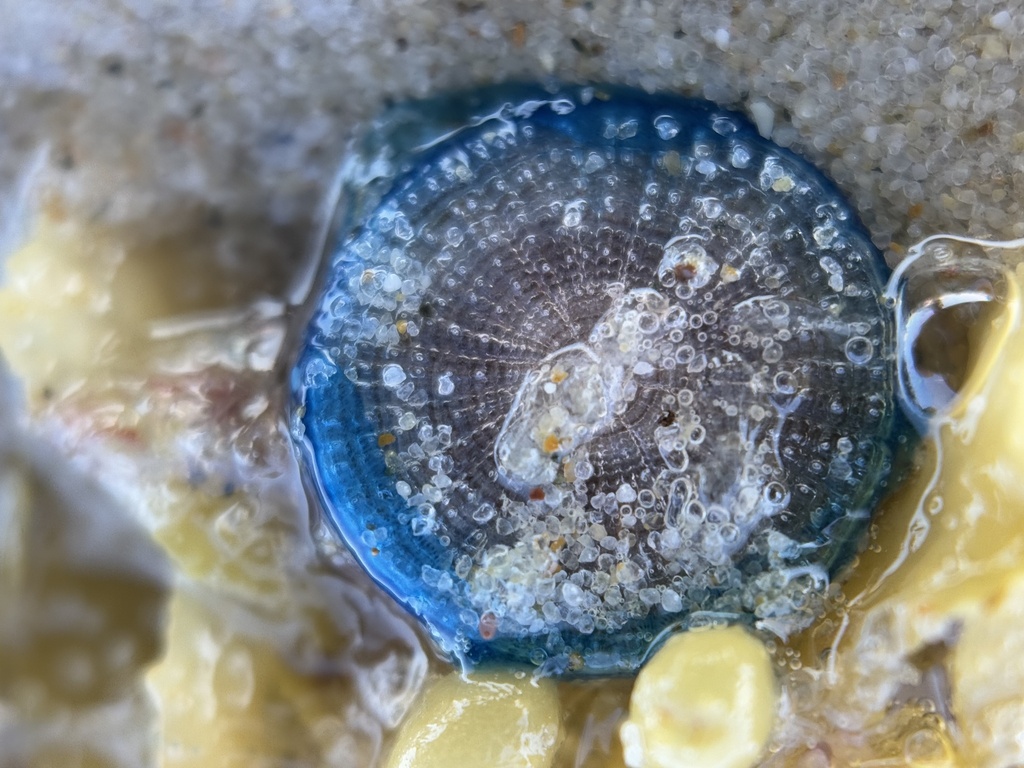 Blue Button from Coral Sea, Skennars Head, NSW, AU on January 27, 2025 ...