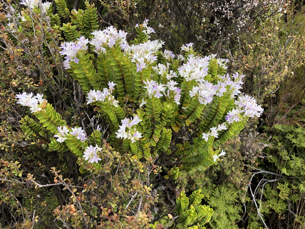 Hebe from Ruapehu District Council, Manawatū-Whanganui, New Zealand on ...