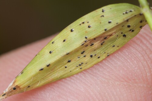 Phyllachora minutissima · iNaturalist Chile