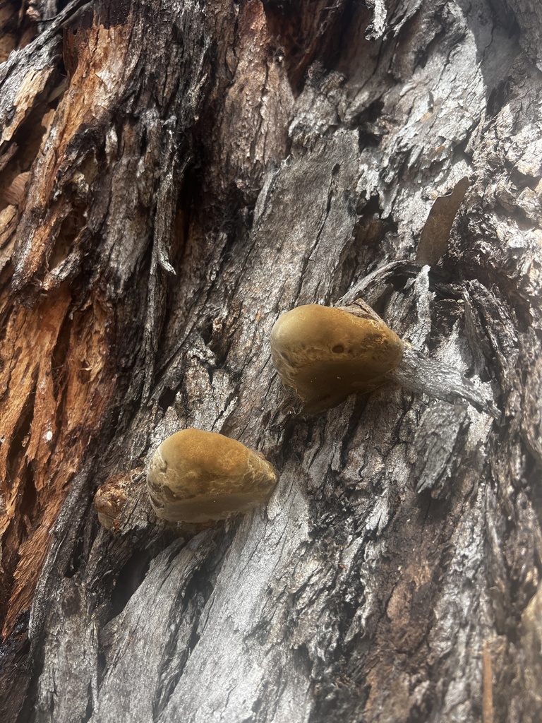 Hymenochaetaceae from Doug Denyer Reserve, Mordialloc, VIC, AU on ...