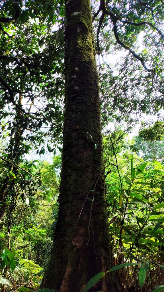 (Lithocarpus sundaicus) - Botanical Realm
