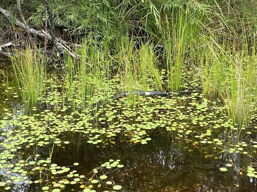 Platypus from Boonoo Boonoo National Park, Boorook, NSW, AU on January ...