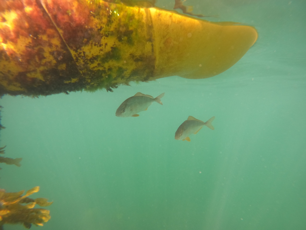 Amberjacks from Randwick, AU-NS, AU on January 27, 2025 at 03:38 PM by ...