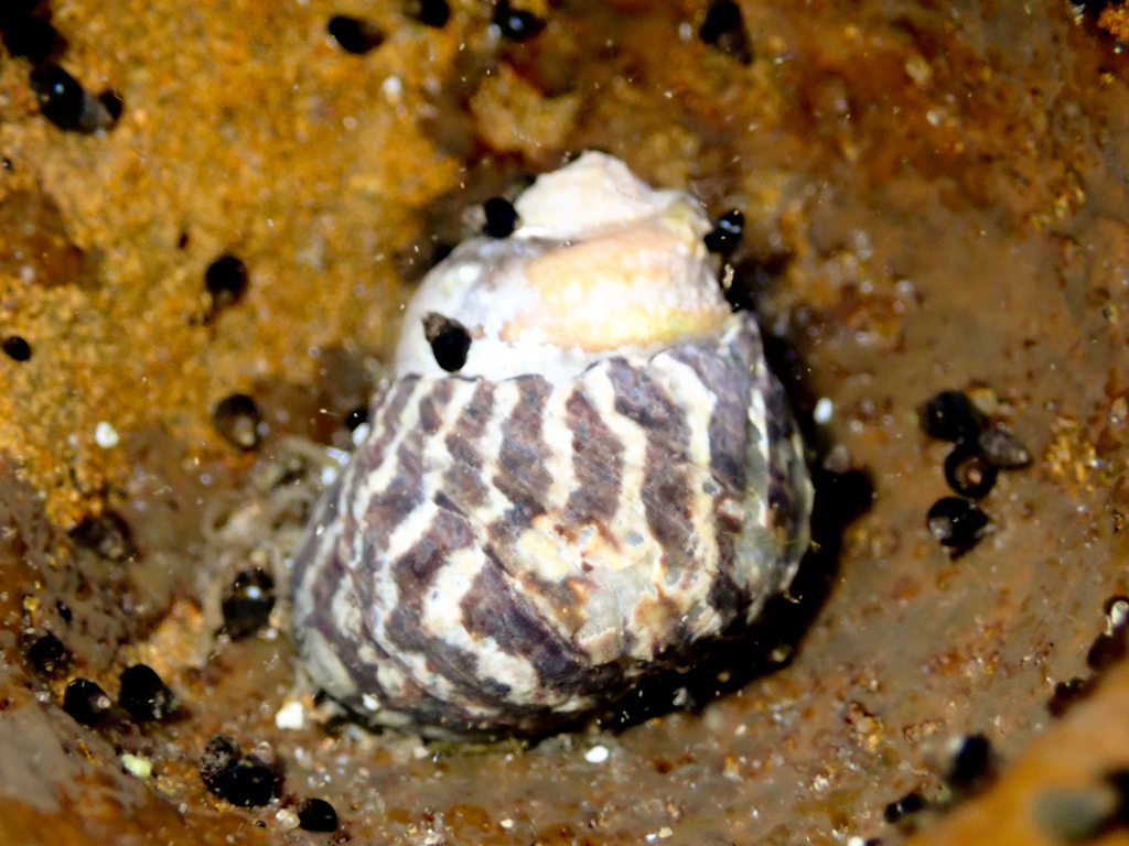 Zebra Top Snail from Bateau Bay Beach, NSW, Australia on January 27 ...