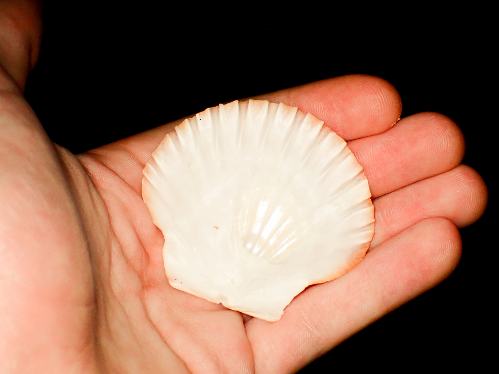 Commercial Scallop from Callala Beach NSW 2540, Australia on January 19 ...