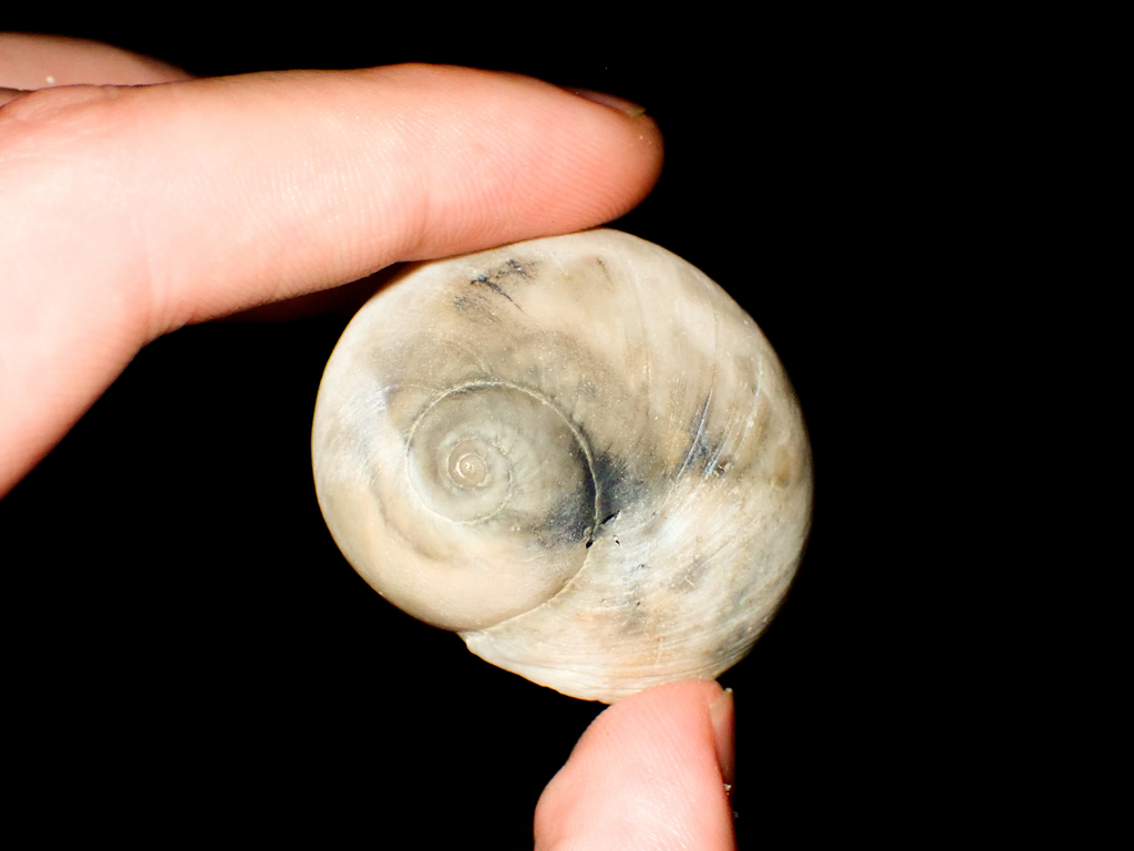 Bladder Moon Snail from Callala Beach NSW 2540, Australia on January 19 ...