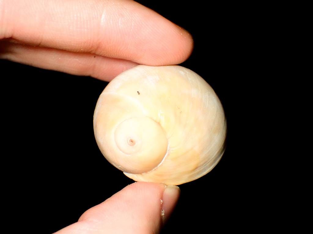 Bladder Moon Snail from Callala Beach NSW 2540, Australia on January 19 ...