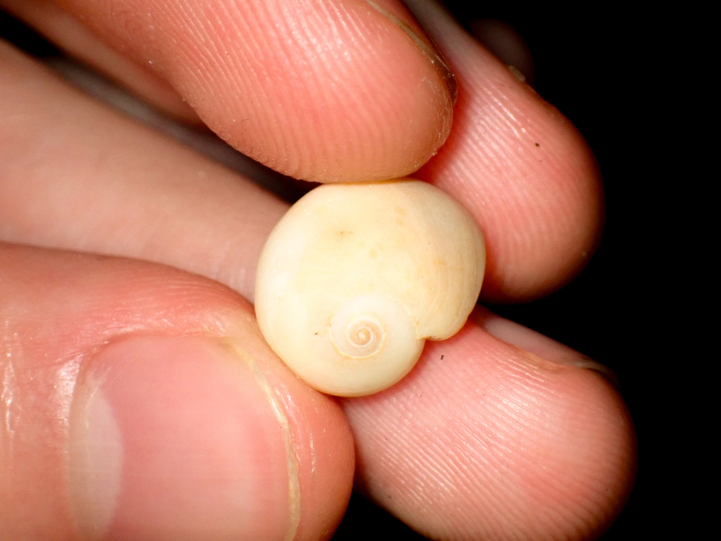 Bladder Moon Snail from Callala Beach NSW 2540, Australia on January 19 ...