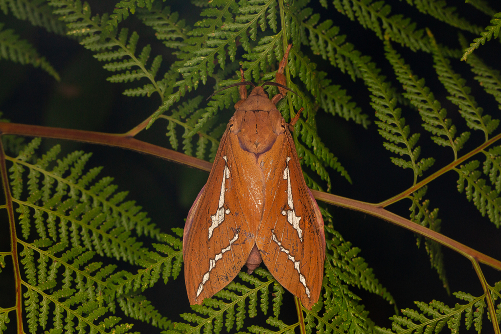 Mustard Ghost Moth from Carrington Falls, NSW on January 28, 2025 at 12 ...