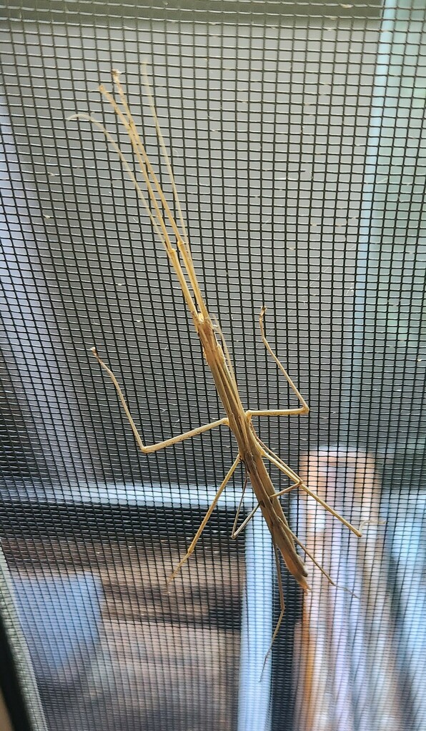 Sydney Stick Insect from Black Mountain NSW 2365, Australia on January ...