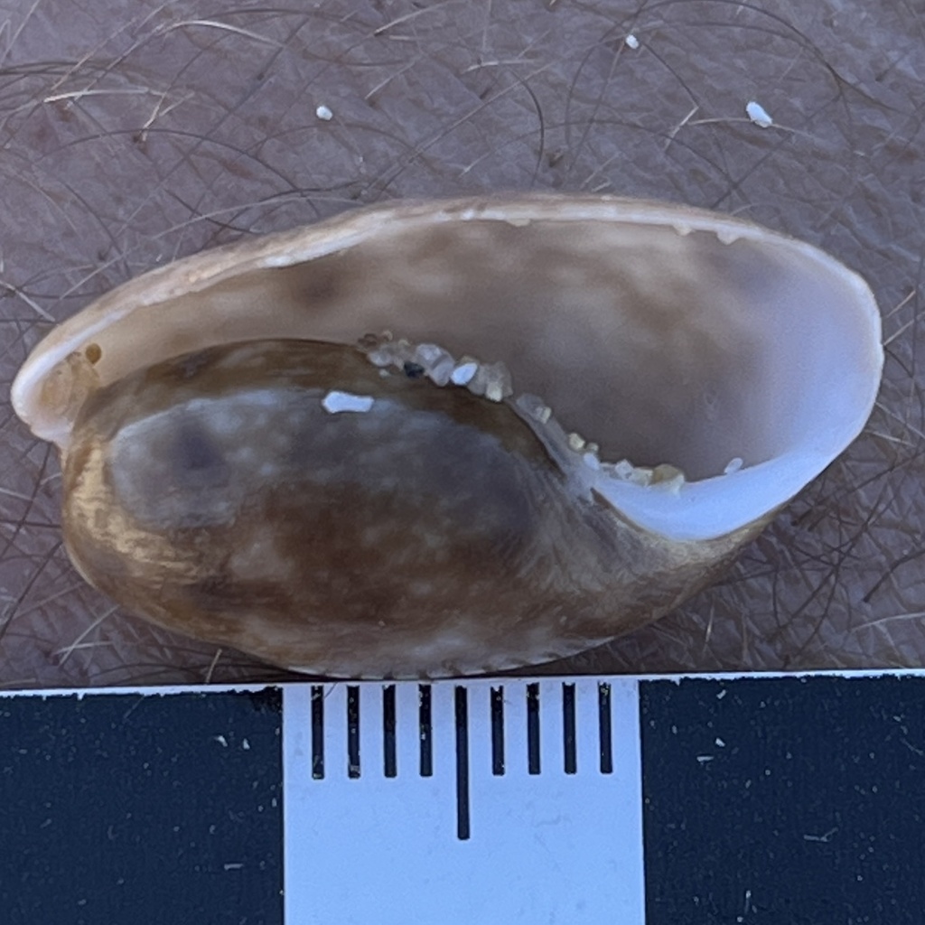 Brown bubble shell from West Coast Dr, North Beach, WA, AU on January ...