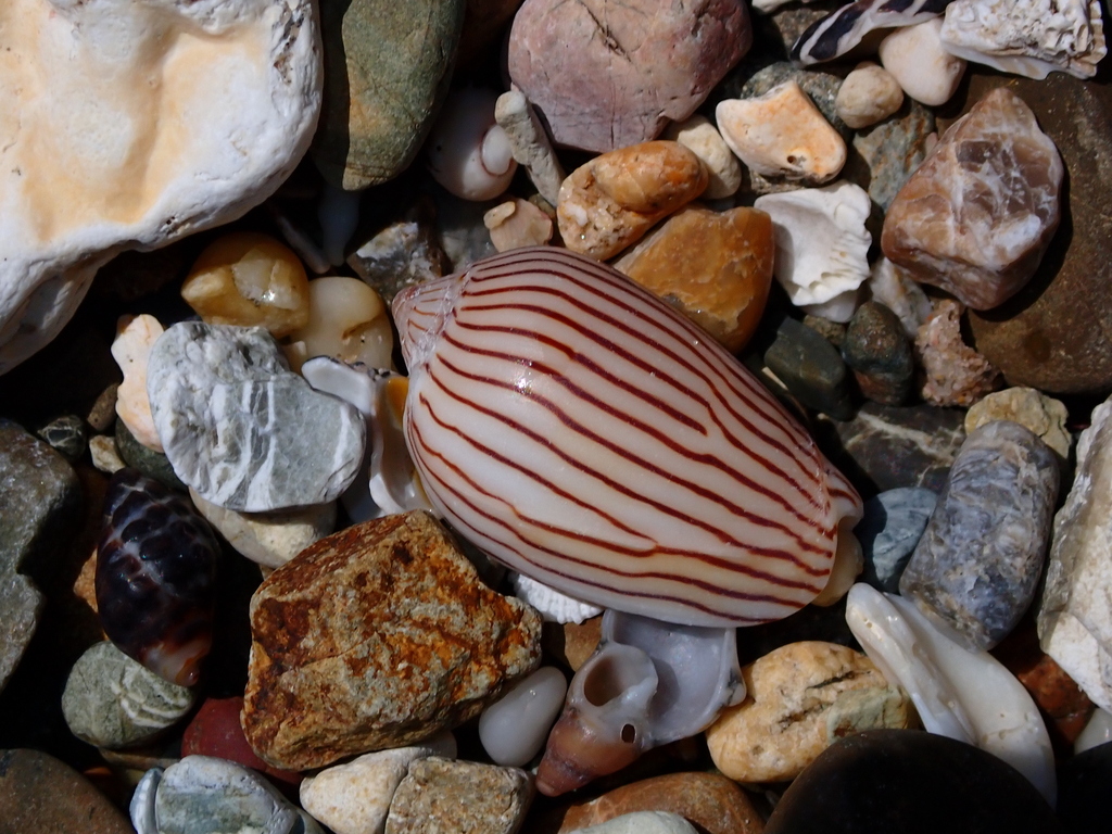 Zebra Volute from Minnie Water NSW 2462, Australia on January 28, 2025 ...