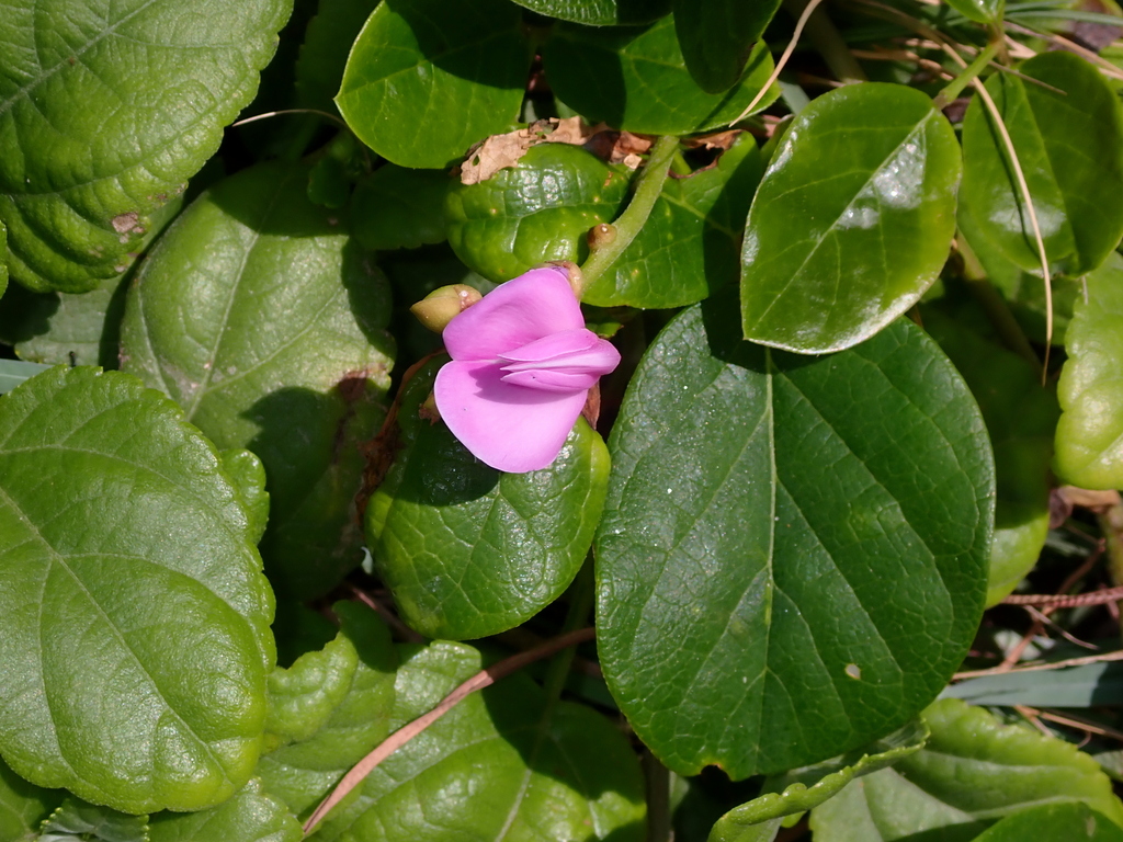 Beach Bean from Minnie Water NSW 2462, Australia on January 28, 2025 at ...