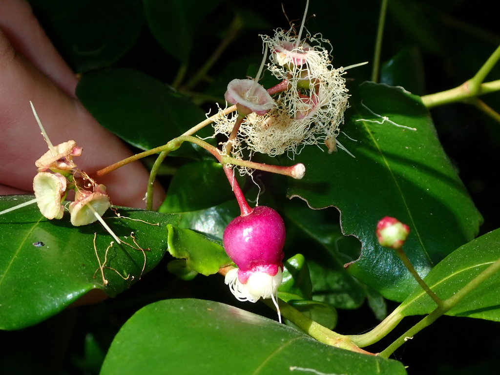 Waterberries from Minnie Water NSW 2462, Australia on January 28, 2025 ...