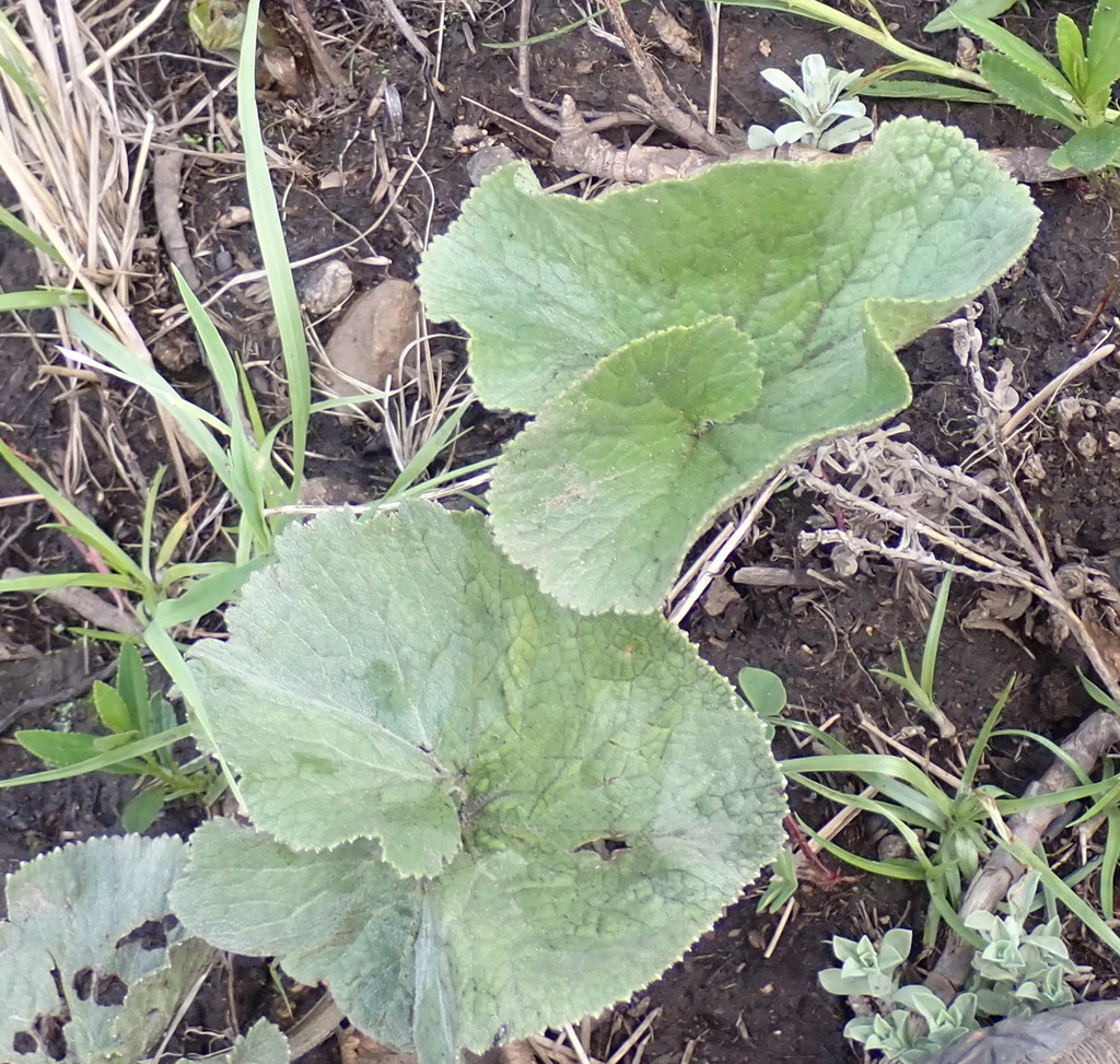 River Pumpkin from Golden Gate Highlands National Park, South Africa on ...