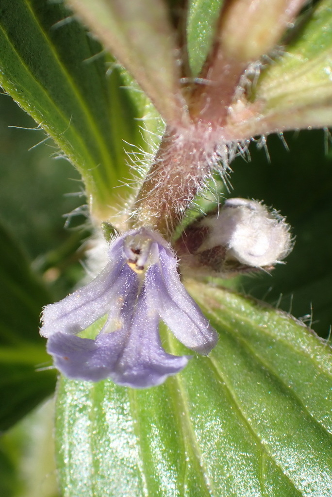 Bugle Plant from Golden Gate Highlands National Park, South Africa on ...